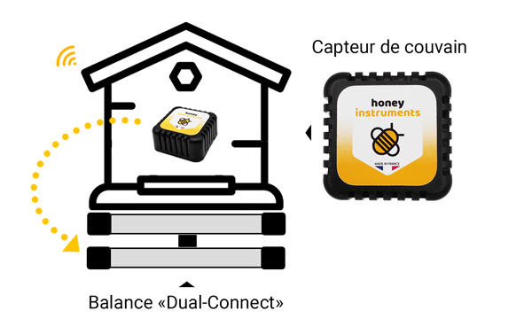 Brood Sensors for Beehive: Monitoring and Enhancing